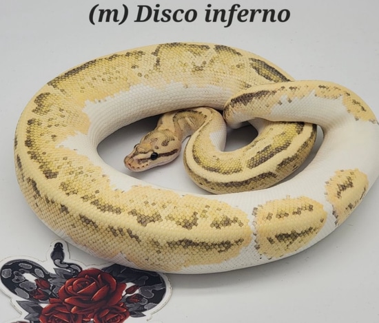 Disco Inferno Ball Python by Okballs