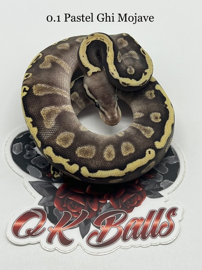 Pastel Ghi Mojave Ball Python by OKBALLS