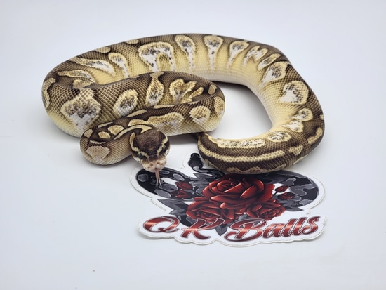 Lesser Calico Ball Python by Okballs