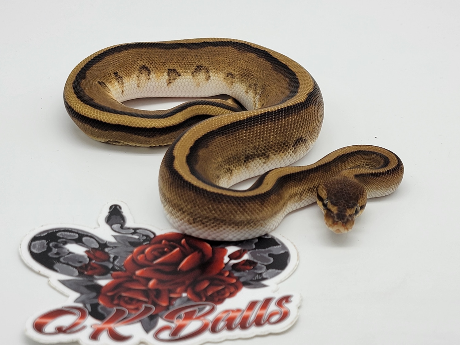 Genetic Stripe Ball Python by Okballs - MorphMarket