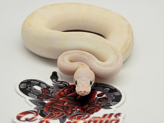 Super Pastel Ivory Ball Python by Okballs