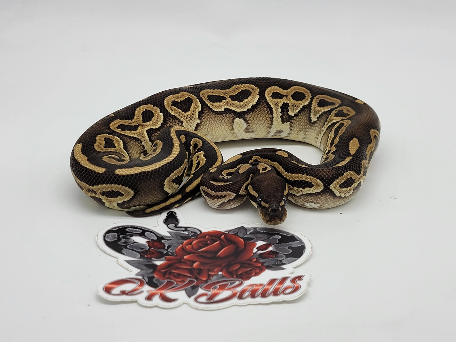 Mojave Hra Ball Python by Okballs - MorphMarket