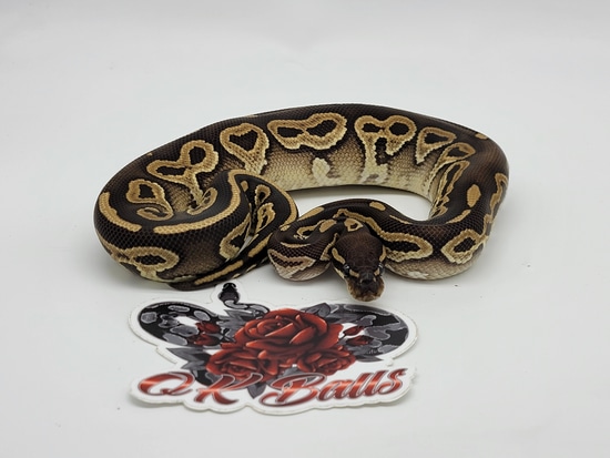 Mojave Hra Ball Python by Okballs
