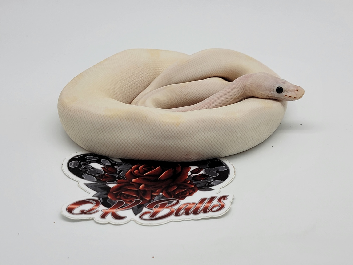 Pastel Super Fire Hypo Ball Python by Okballs - MorphMarket