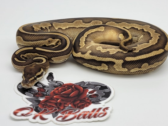 Leopard Lesser Calico Ball Python by Okballs
