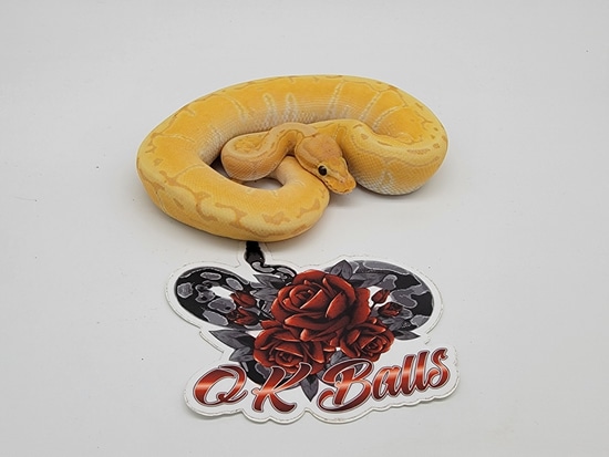 Banana Leopard Pinstripe #2 Ball Python by Okballs