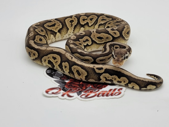 Black Pewter Pos Het Hypo Ball Python by OKBALLS