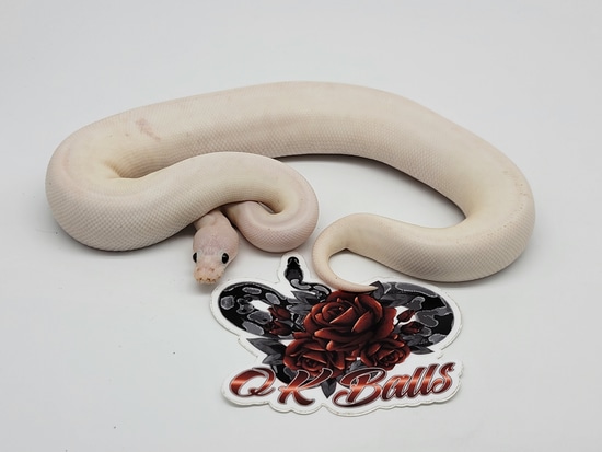 Super Flame Ball Python by Okballs