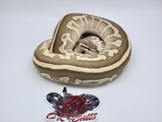 Leopard Lesser Yellowbelly Ball Python by Okballs