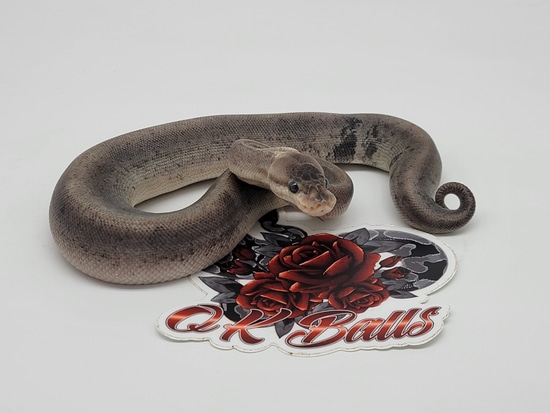 Super Black Pastel Pastel Ball Python by Okballs