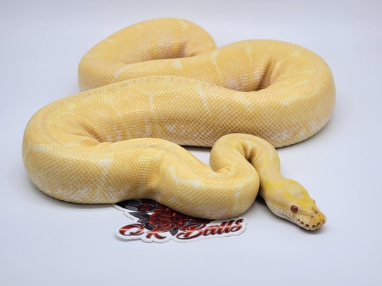 Albino Spider Ball Python by Okballs