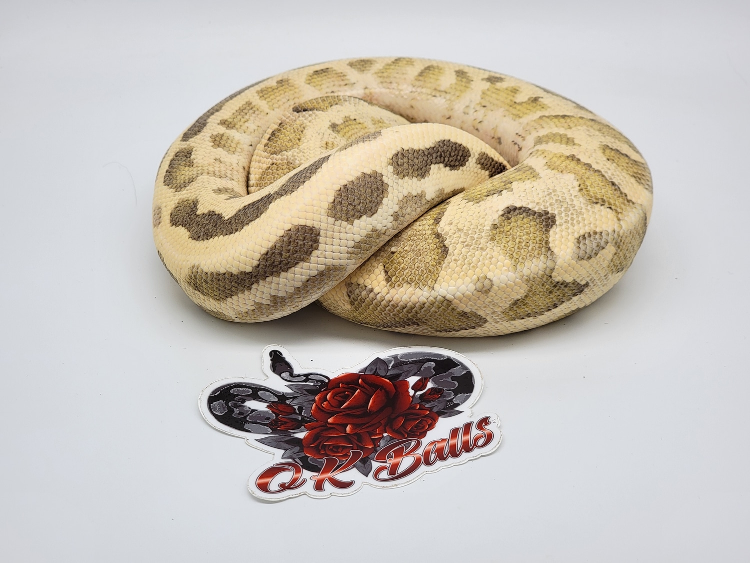 Pastel Vanilla Leopard Flame Ball Python by Okballs - MorphMarket