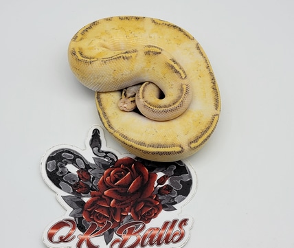 Okballs - MorphMarket