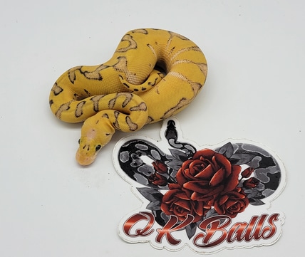 Okballs - MorphMarket