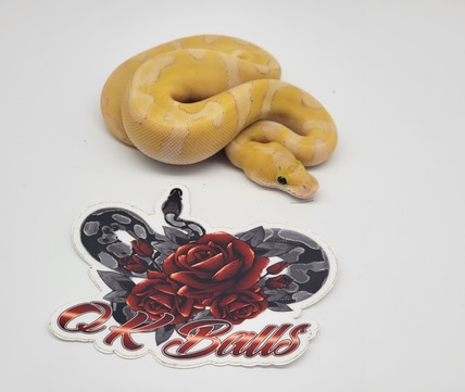 Okballs - MorphMarket