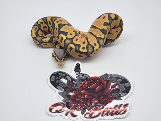 Pastel Hypo Ball Python by Okballs