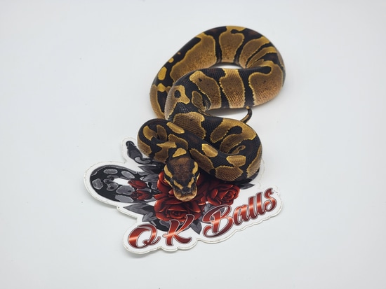 Fire 66% Het Hypo Ball Python by OKBALLS