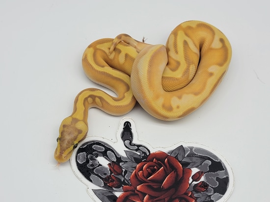 Banana Super Enchi Mojave Sugar Ball Python by OKBALLS