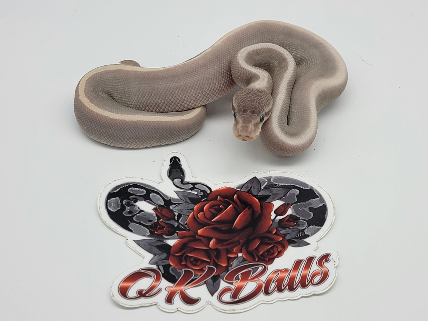 Phantom GHI Mojave Pos Pastel Ball Python by Okballs - MorphMarket