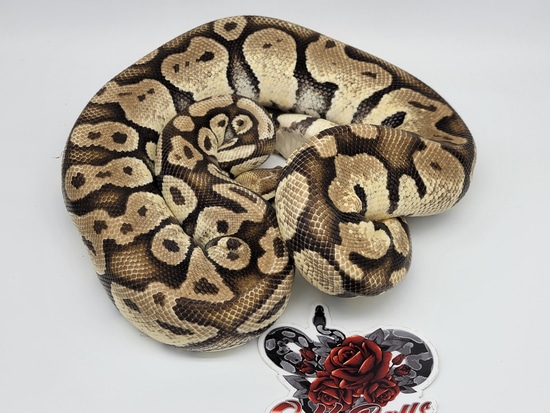 Firefly Ball Python by OKBALLS