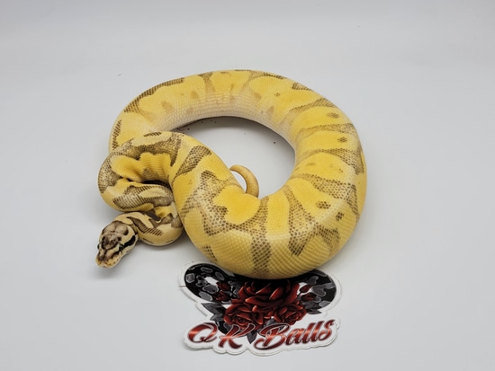 Super Pastel Enchi Fire OD Ball Python by OKBALLS