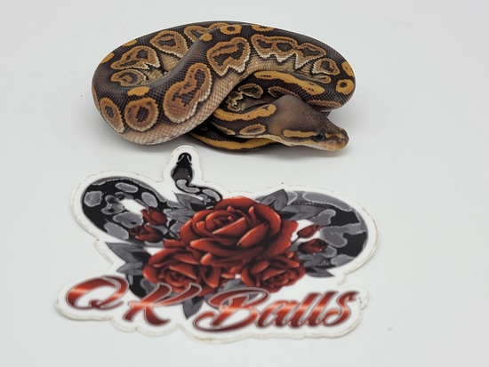 Black Pastel Hypo Ball Python by OKBALLS