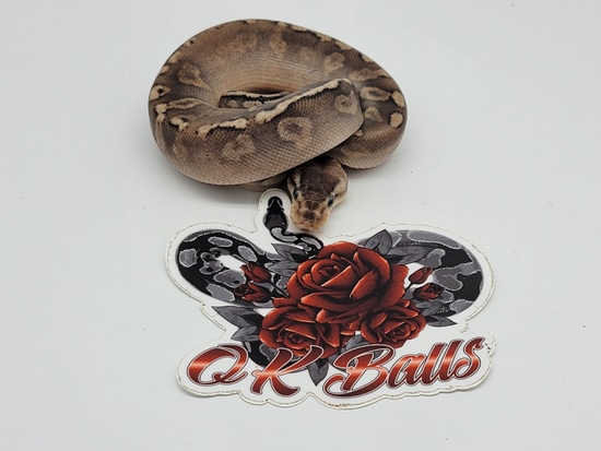 GHI Pewter Ball Python by OKBALLS