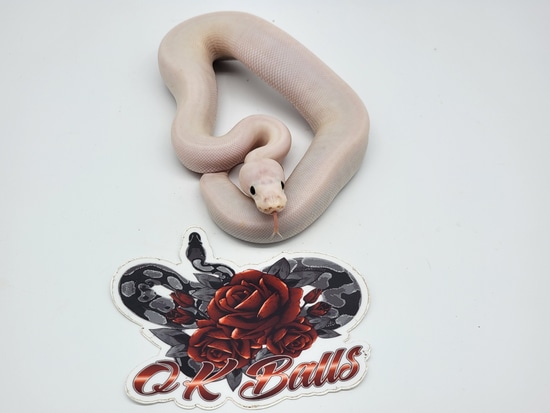 Pastel Super Fire Pinstripe Clown Ball Python by OKBALLS