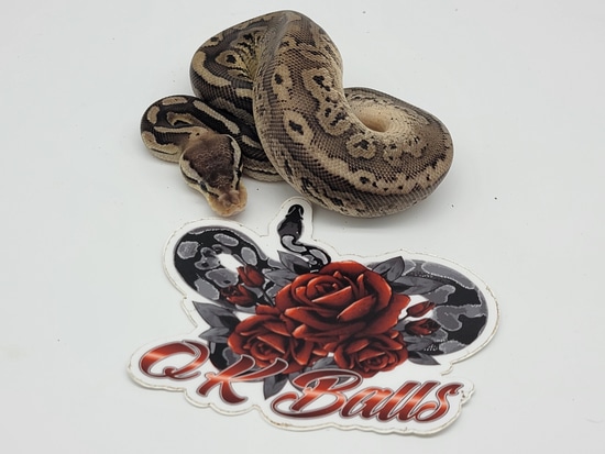 Pewter Sandblast Het Pied Ball Python by OKBALLS