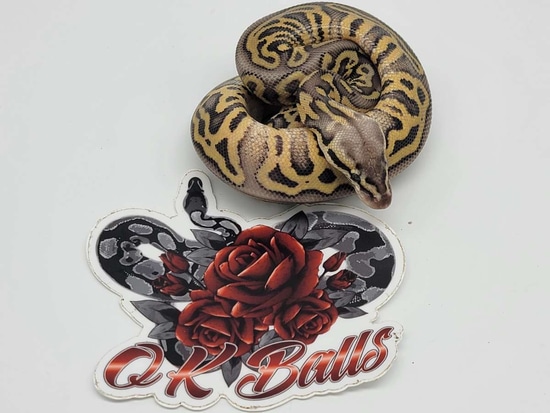Super Pastel Leopard 100% Het Clown Ball Python by Okballs