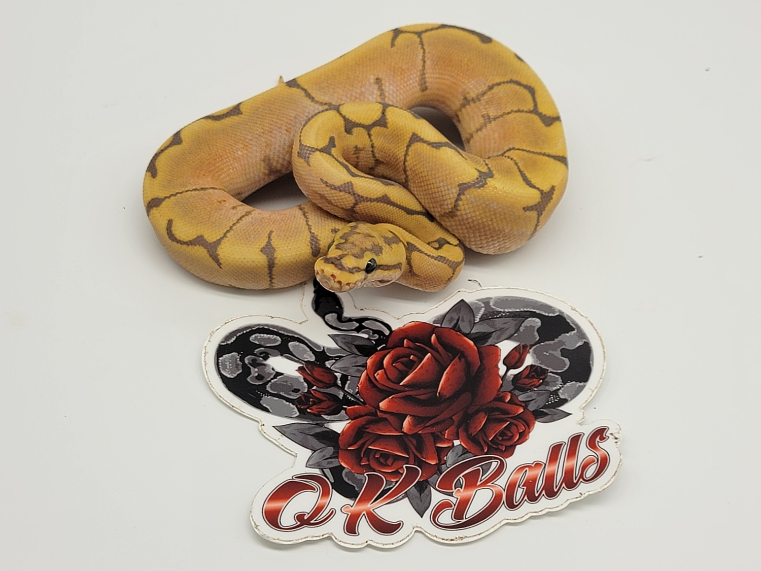 Hypo Fire Spider Ball Python by Okballs - MorphMarket