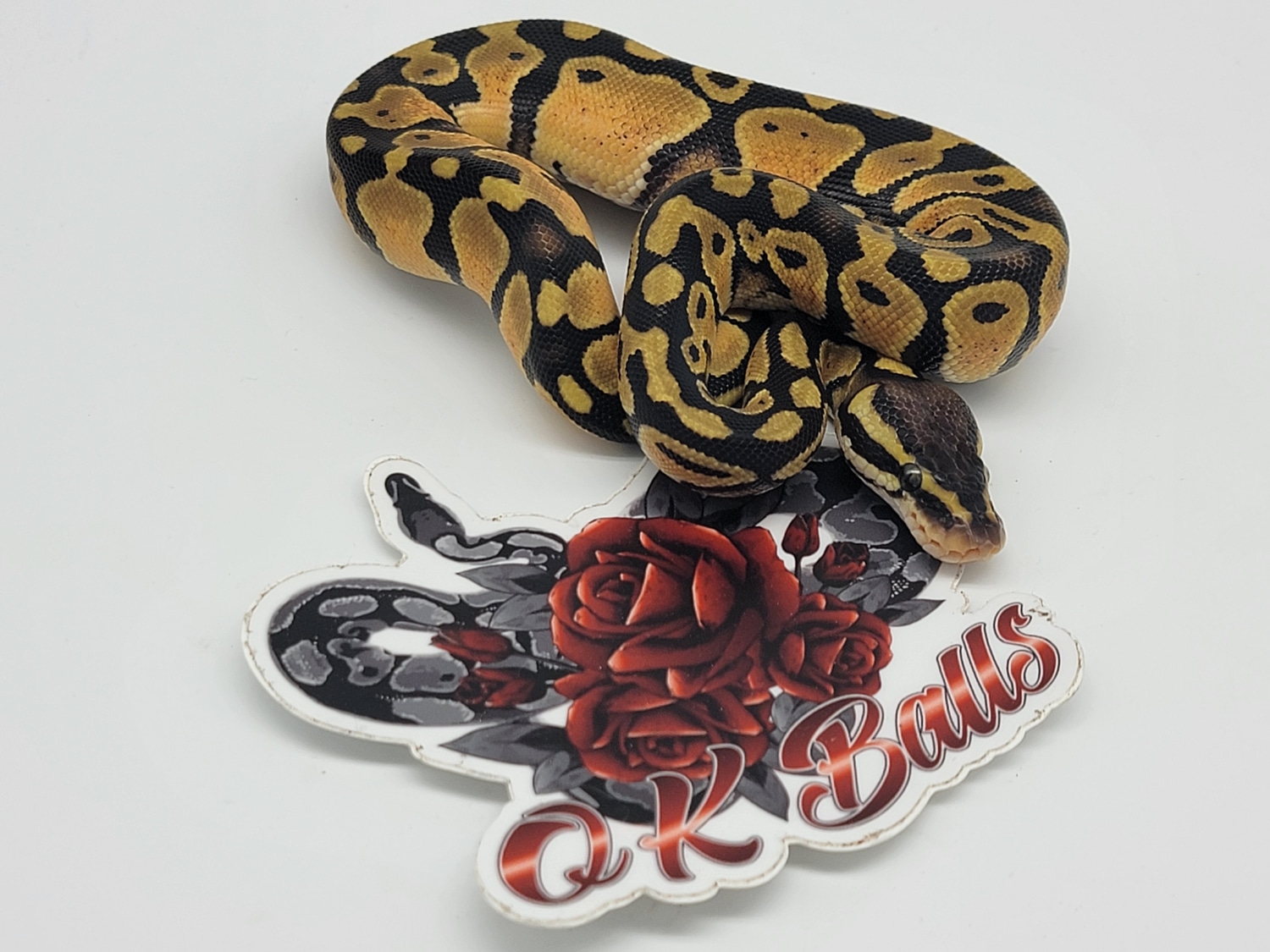 Pastel Het DG Ball Python by Okballs - MorphMarket