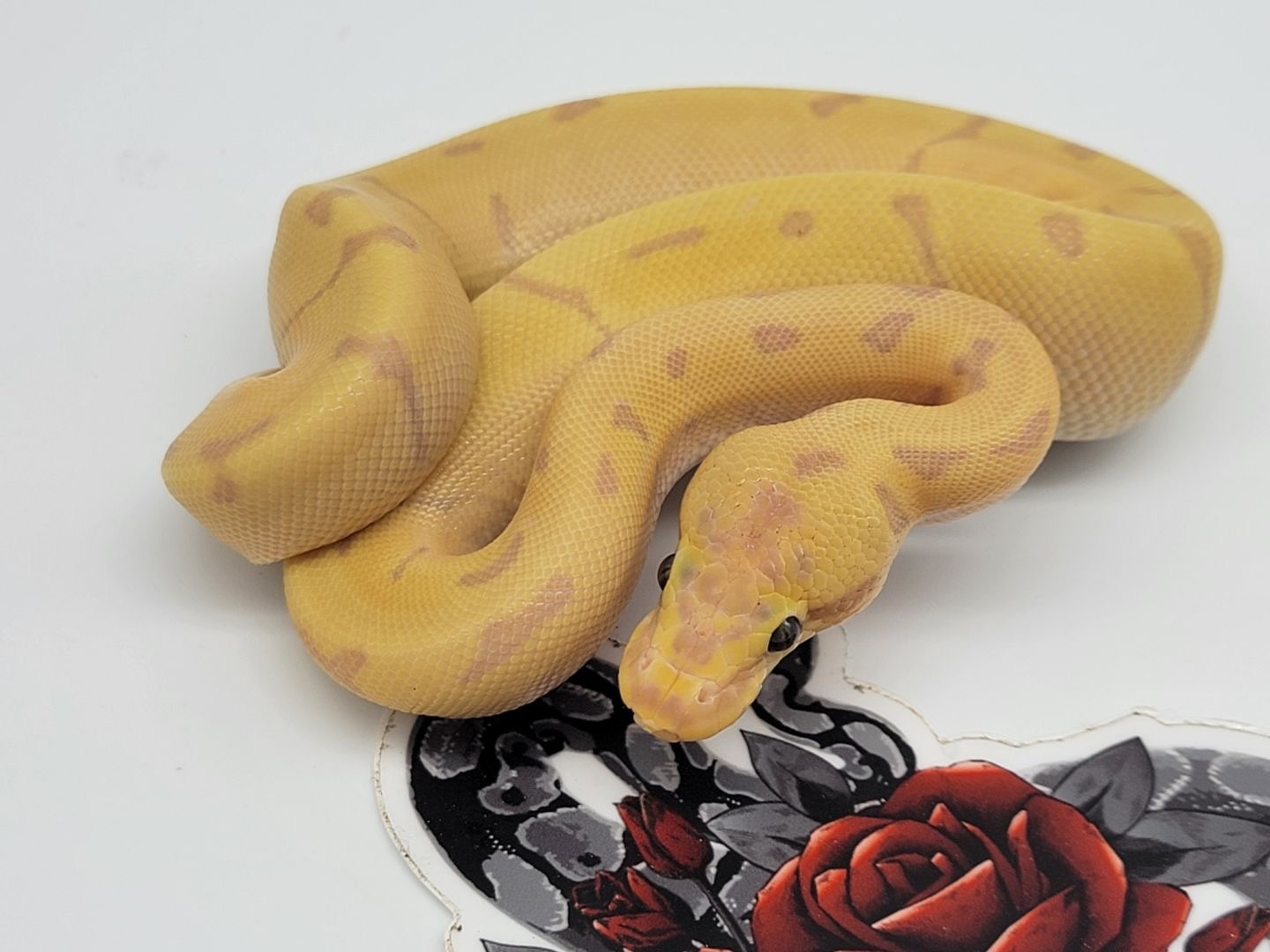 Super Enchi Banana Pinstripe Ball Python by Okballs - MorphMarket