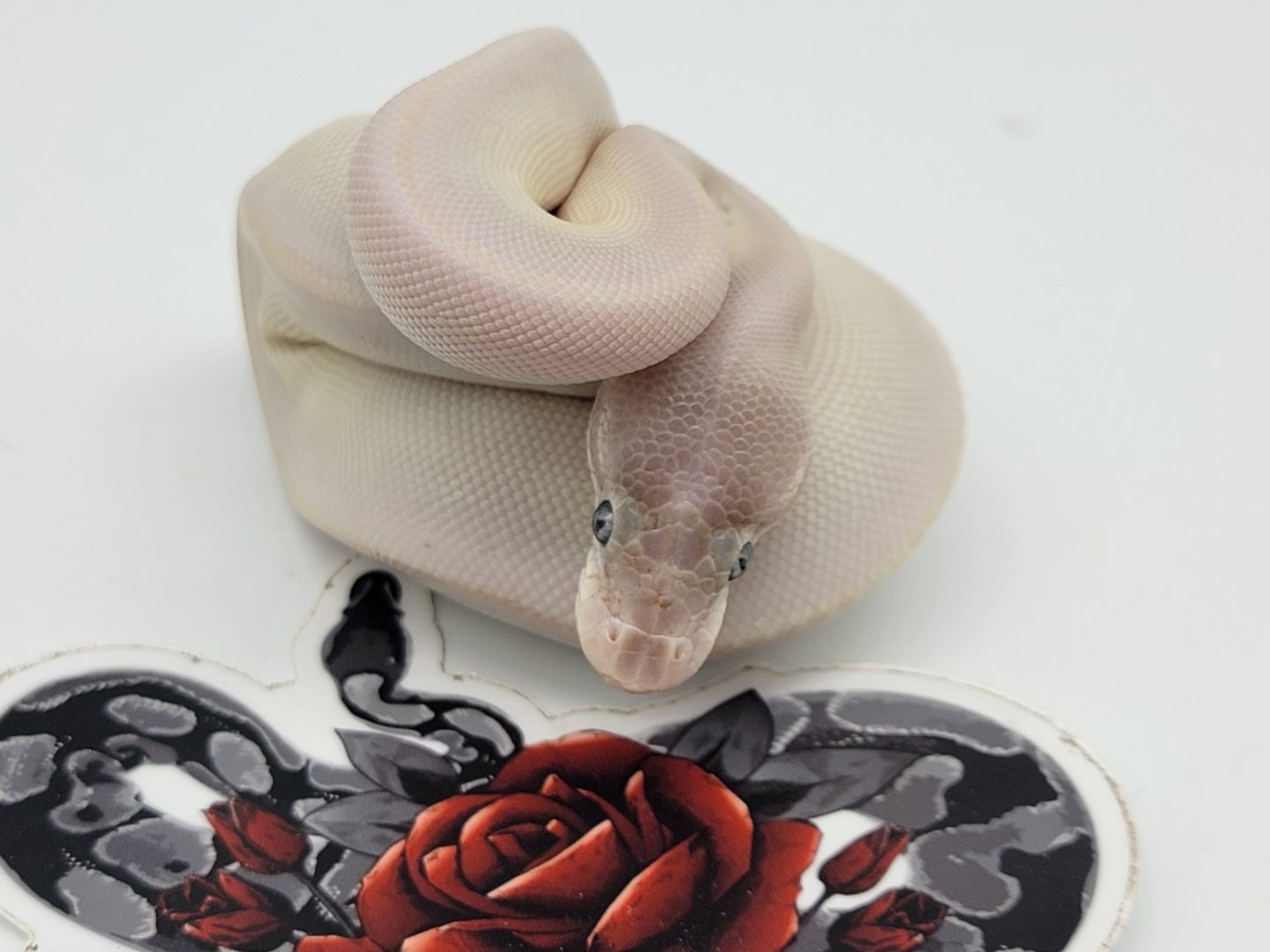 Blue Eyed Lucy Ball Python by Okballs - MorphMarket