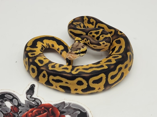 Pastel Leopard Ball Python by Okballs