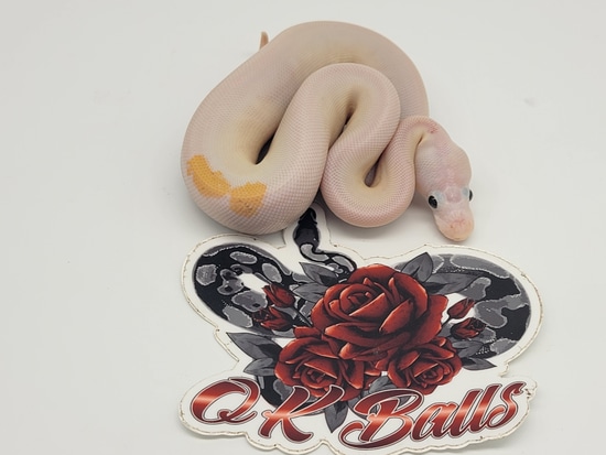 Super Fire Ball Python by OKBALLS
