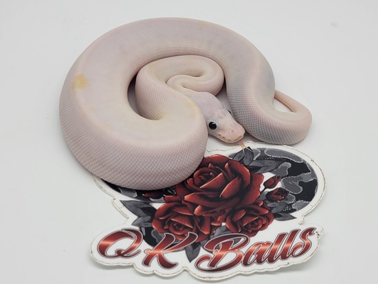 Super Fire Ball Python by OKBALLS