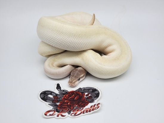 Blue Eyed Leucistic Ball Python by OKBALLS