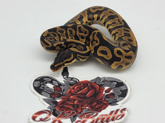 Leopard YB Ball Python by OKBALLS