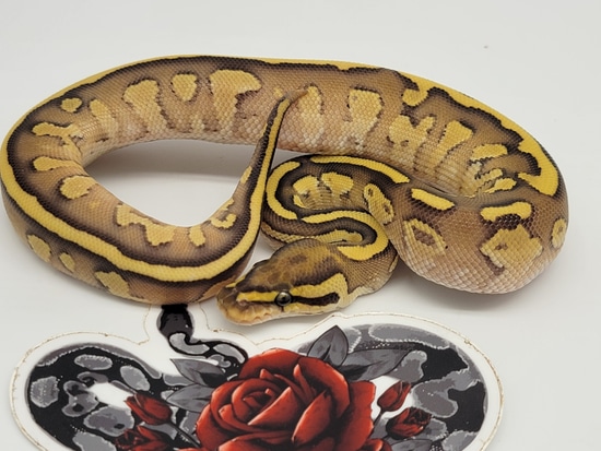 Fire/Vanilla Russo Ball Python by Okballs