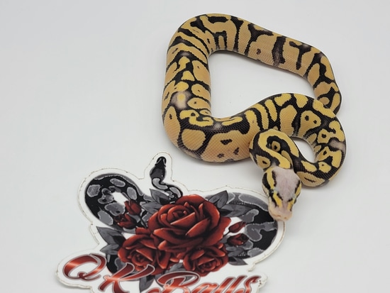 Super Pastel DG Ball Python by OKBALLS