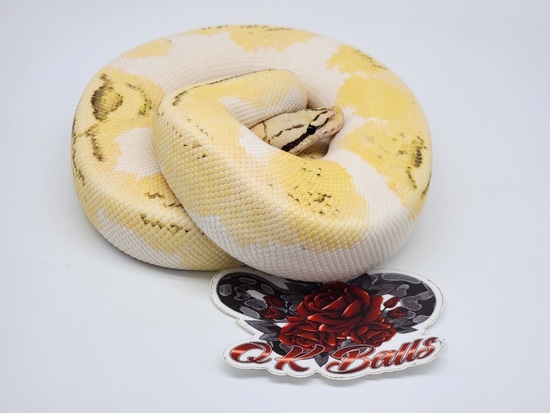 Pastel Disco Inferno 100% Het Clown Ball Python by Okballs