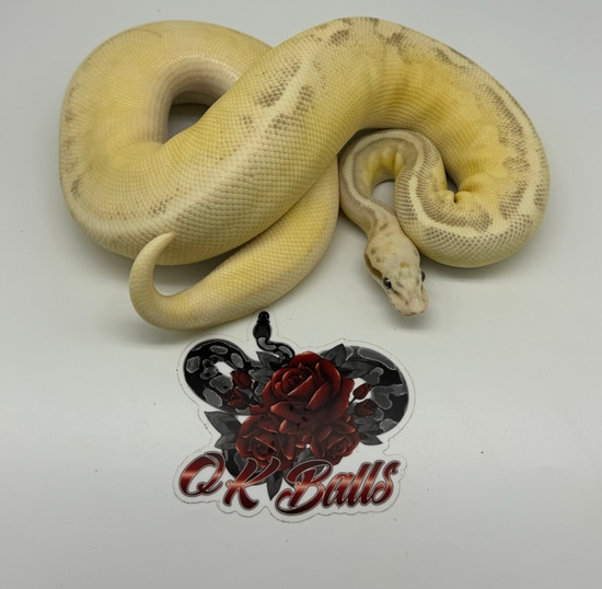 Super Pastel Lesser Enchi OD Fire Spotnose Cinnamon Ball Python by OKBALLS