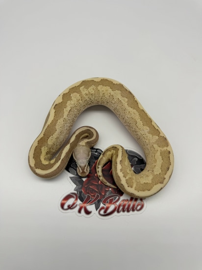 Pastel Mojave Leopard Vanilla Flame Ball Python by OKBALLS