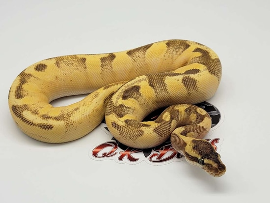 Enchi Pastel Mojave Sugar Ball Python by OKBALLS