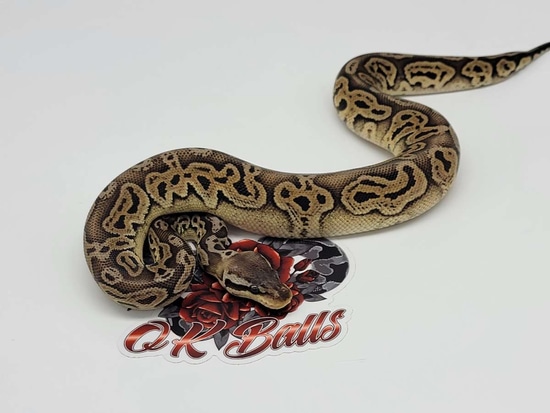 Pewter Ball Python by OKBALLS