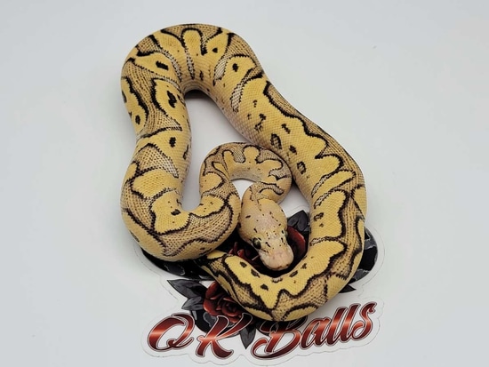 Firefly Clown Ball Python by OKBALLS