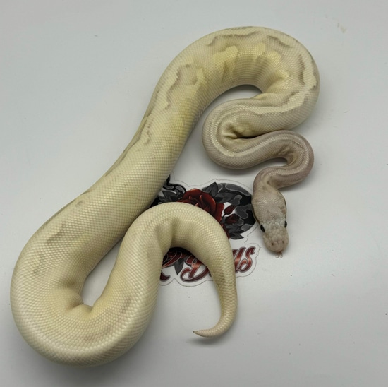 Vanilla Scream Ball Python by OKBALLS