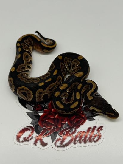 Blackpastel Pos Het Pied Ball Python by OKBALLS