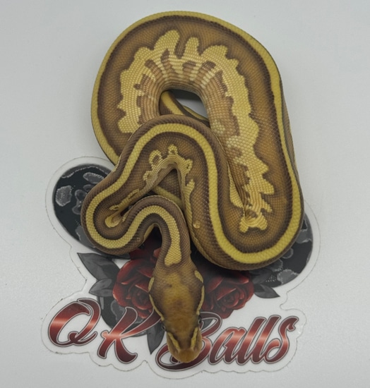 Banana Leopard Lesser Ball Python by OKBALLS